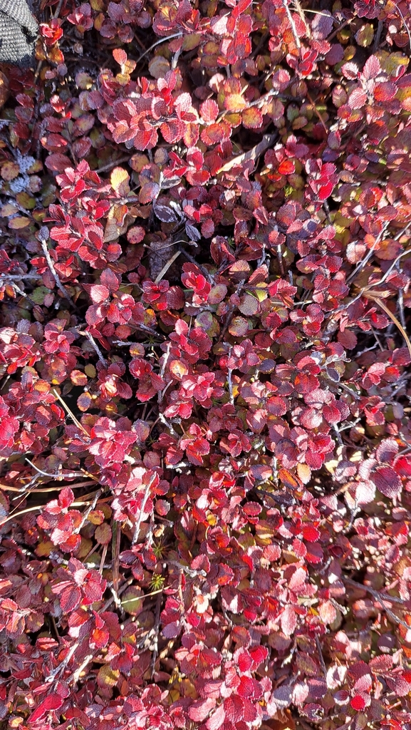 Mountain Snowberry from Castle Hill 7580, New Zealand on June 20, 2024 ...