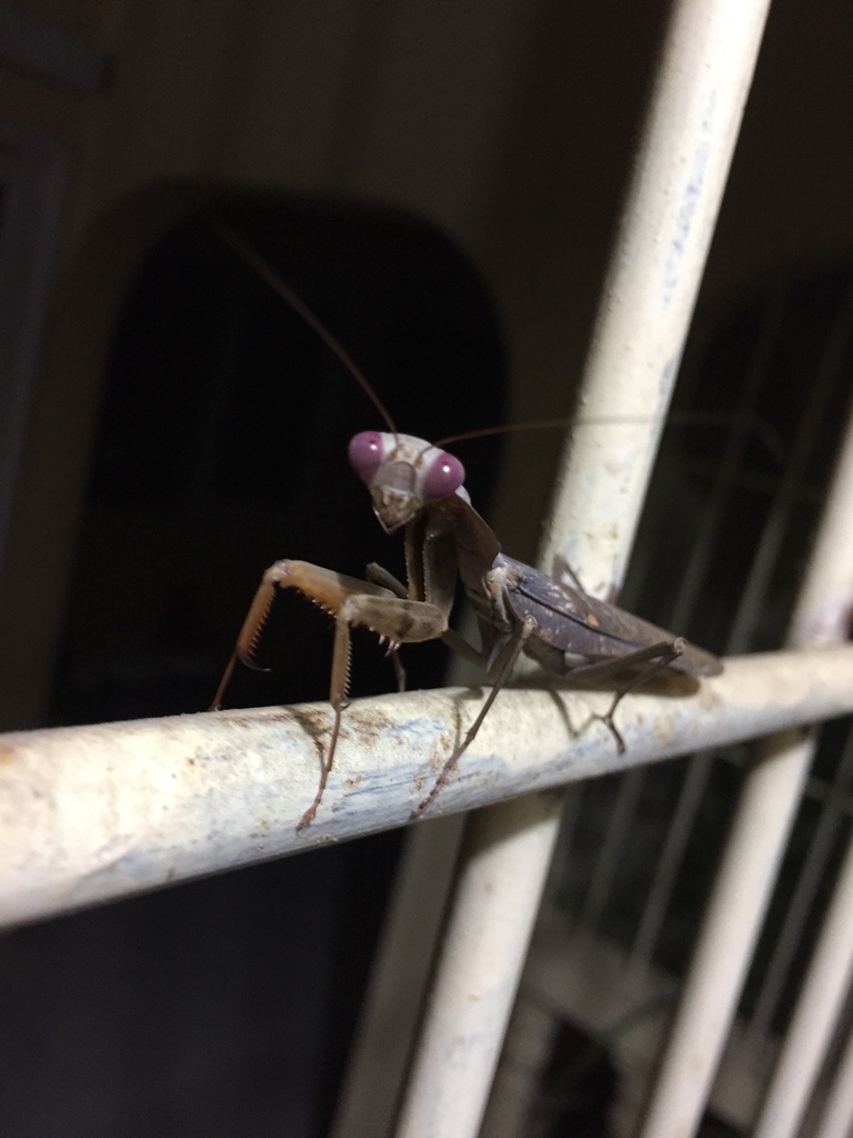 Timor Giant Shield Mantis from Dili, Timor-Leste on November 1, 2017 at ...