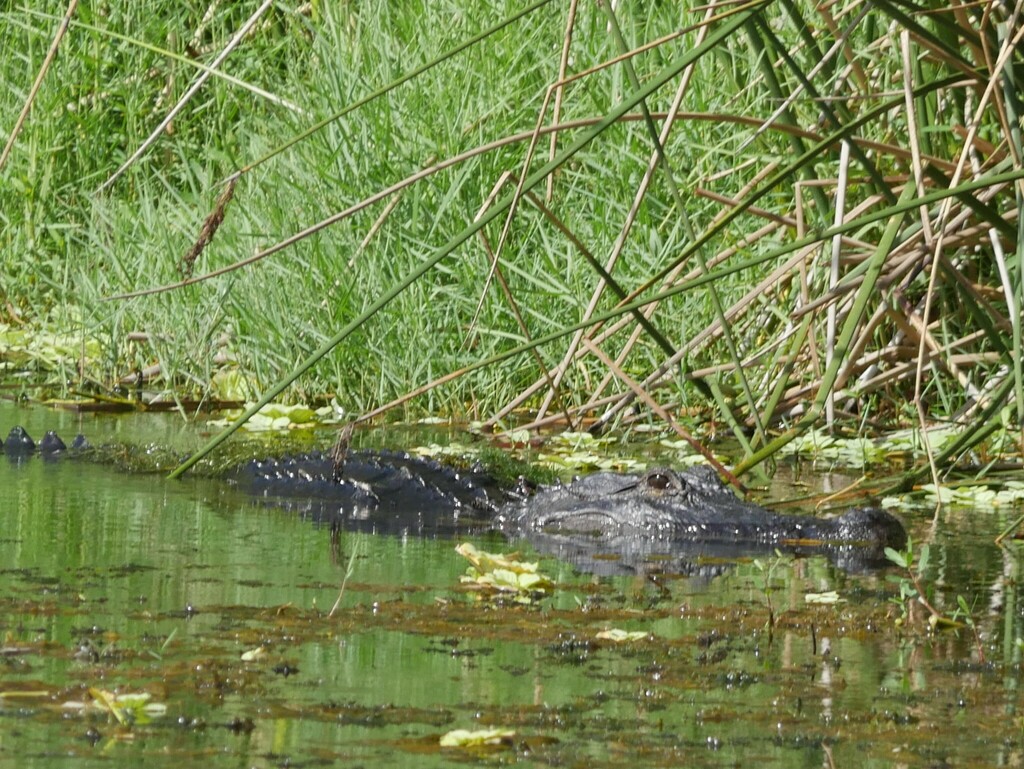 American Alligator from Friends Of Ridgecrest, Largo, FL, USA on June ...