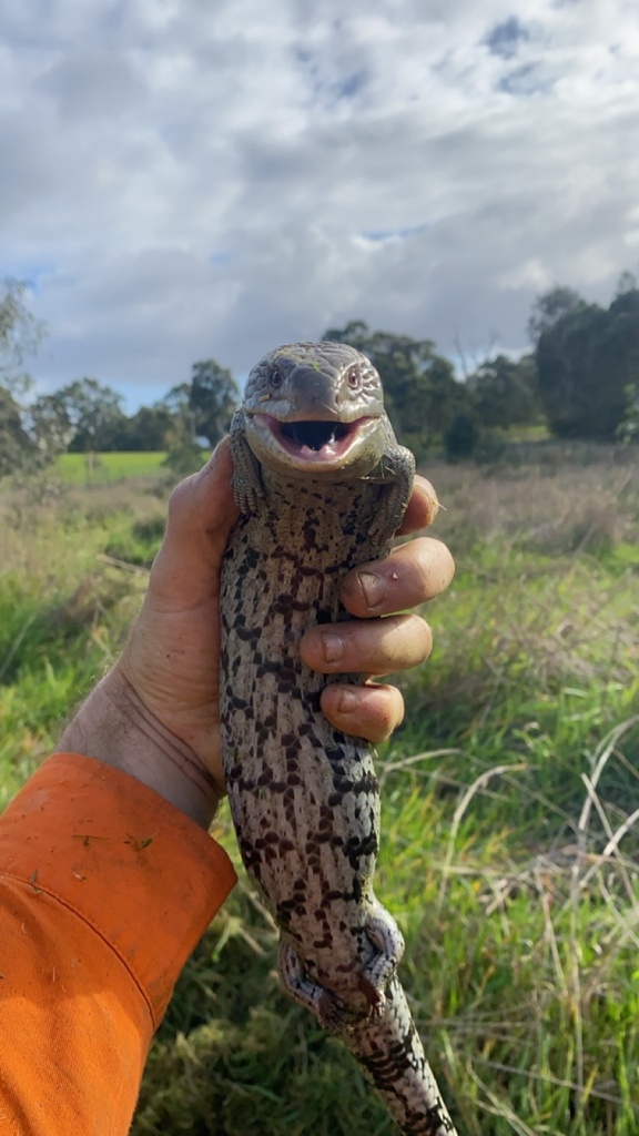 Blotched Bluetongue from Hawdon Ward, Lower Plenty, VIC, AU on June 12 ...