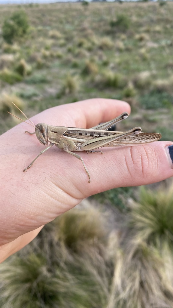 Spur-throated Locust from Chaffey Ward, Mount Cottrell, VIC, AU on June ...