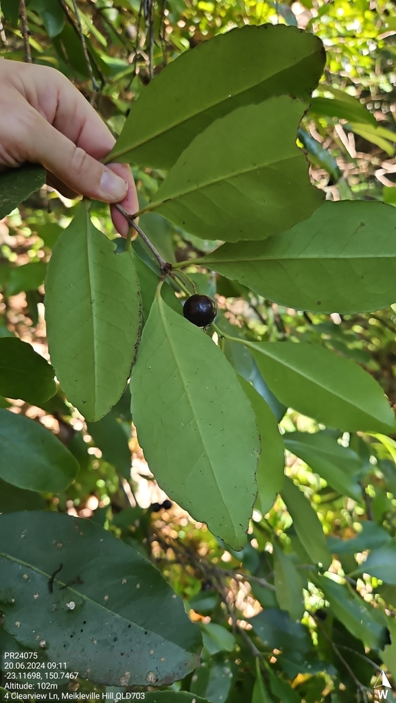 Elaeodendron from Meikleville Hill QLD 4703, Australia on June 20, 2024 ...