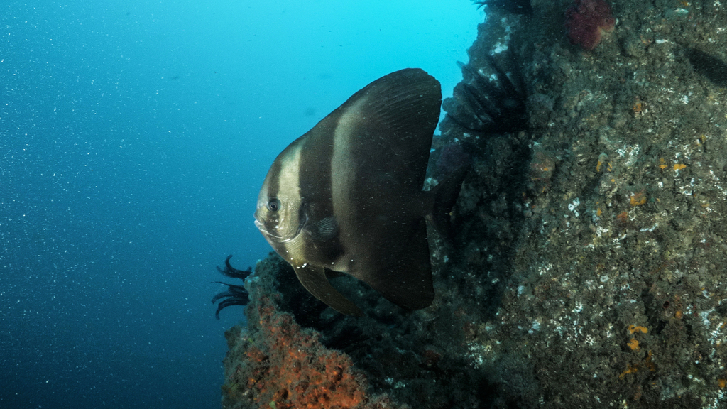 Longfin Batfish from Wonder Reef on June 16, 2024 at 11:34 AM by Loren ...