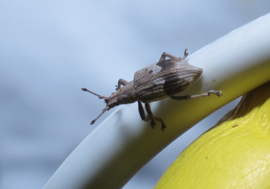 Banded Persimmon Weevil from Plano, TX 75074, USA on June 15, 2024 at ...