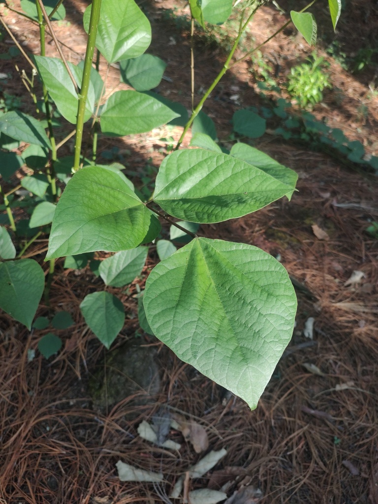 Phaseoleae from Cuernavaca, Mor., México on June 15, 2024 at 08:21 AM ...