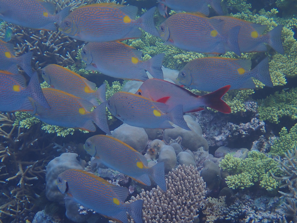 Goldlined Rabbitfish from Raja Ampat Regency, West Papua, Indonesia on ...