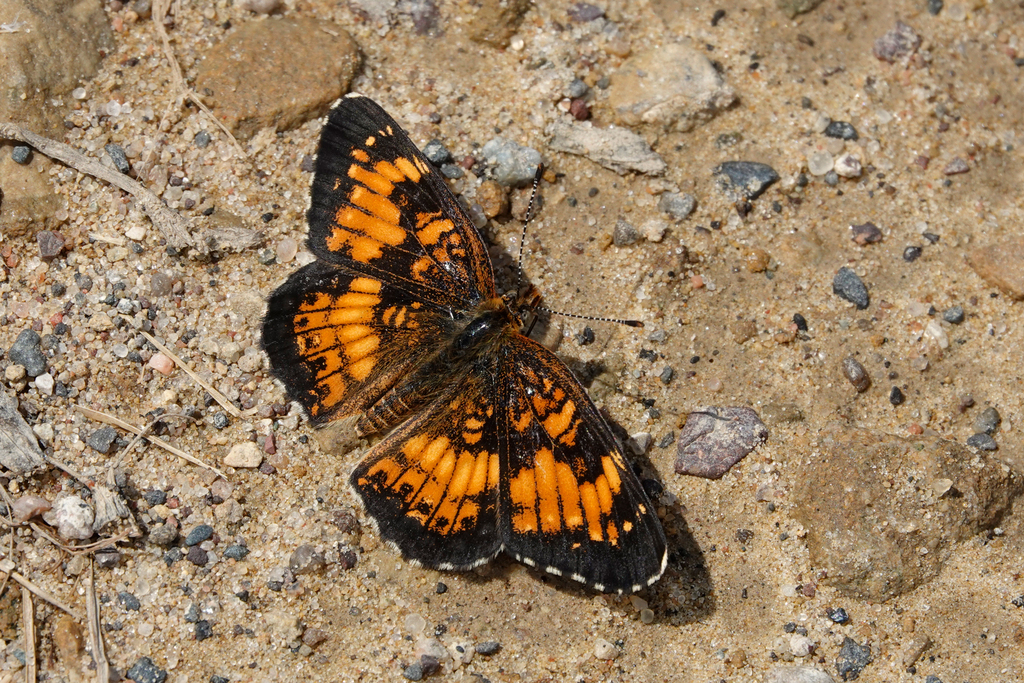 Harris's Checkerspot in June 2024 by Bob Dunlap · iNaturalist