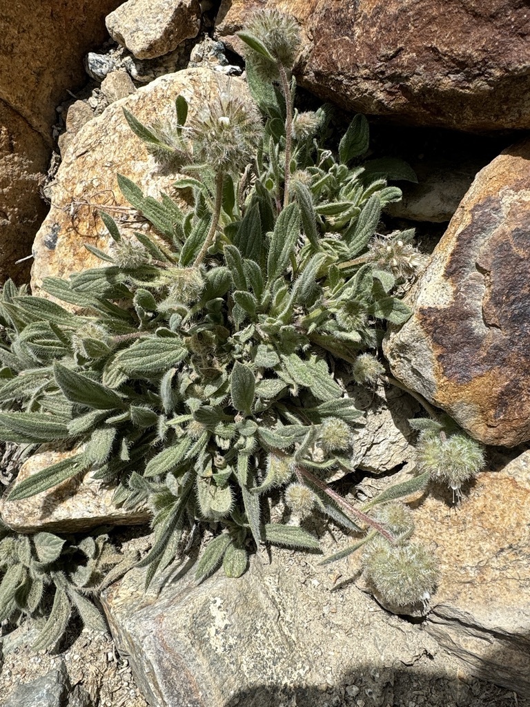 Timberline Silverleaf Phacelia from Inyo County, CA, USA on June 19 ...