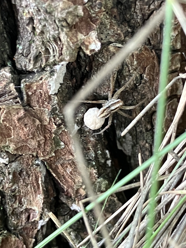 Pardosa distincta from 129th Ave N, Dayton, MN, US on June 19, 2024 at ...