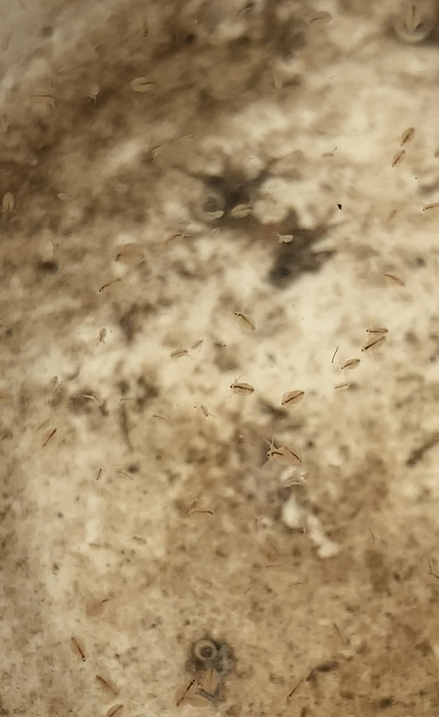 Common Water Flea from Haras Cdad. Ecológica, Pue., México on June 19 ...