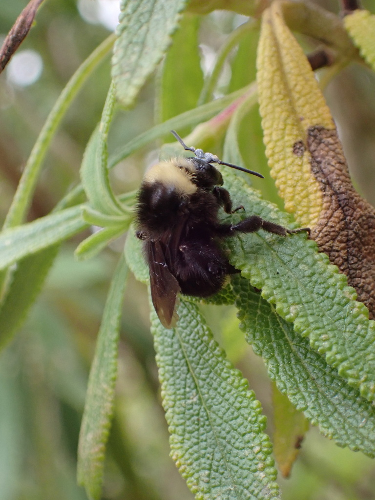 Yellow-faced Bumble Bee from Callan Rd, San Diego, CA, US on May 31 ...