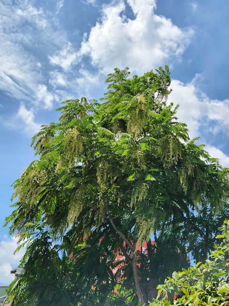 Tun tree from 420台灣台中市豐原區南陽里 on June 20, 2024 at 10:20 AM by 鵂鶹永滄 ...