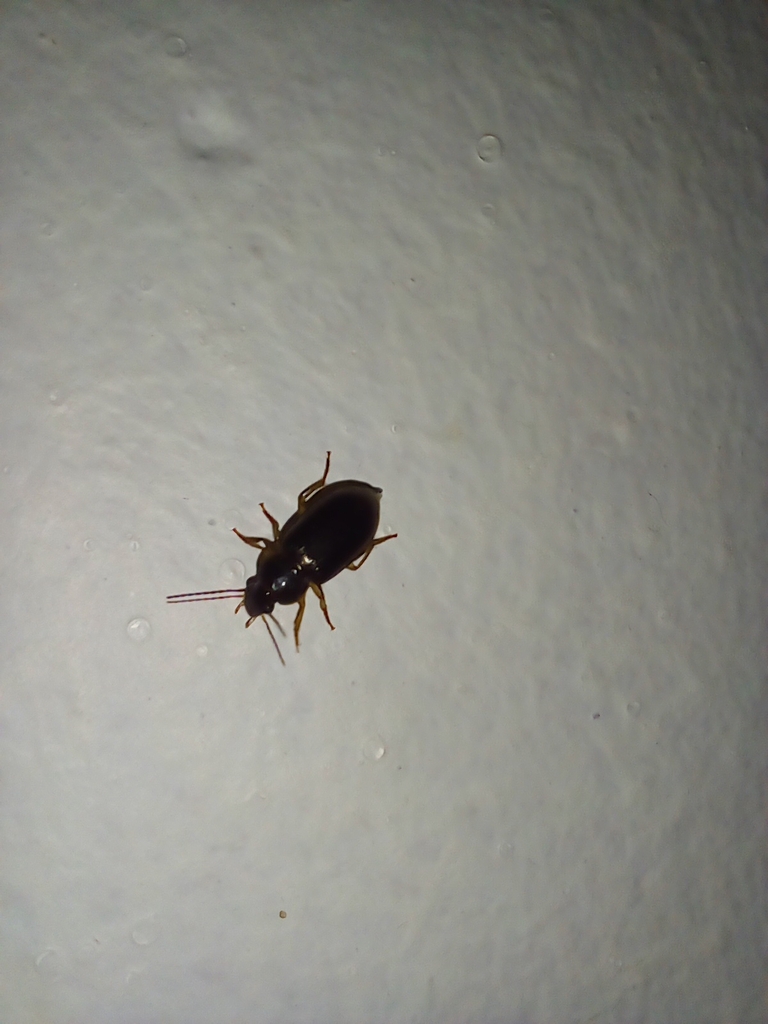 Harpalini from 49900 Tecalitlán, Jal., México on June 19, 2024 at 08:23 ...