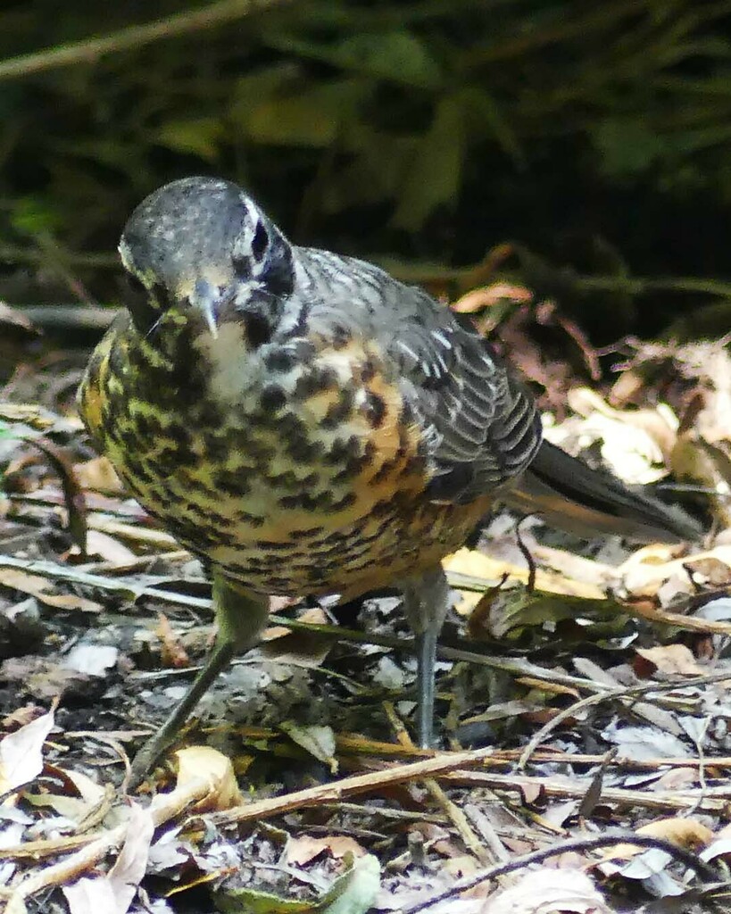 American Robin from Brookline, MA, USA on June 19, 2024 at 11:37 AM by ...