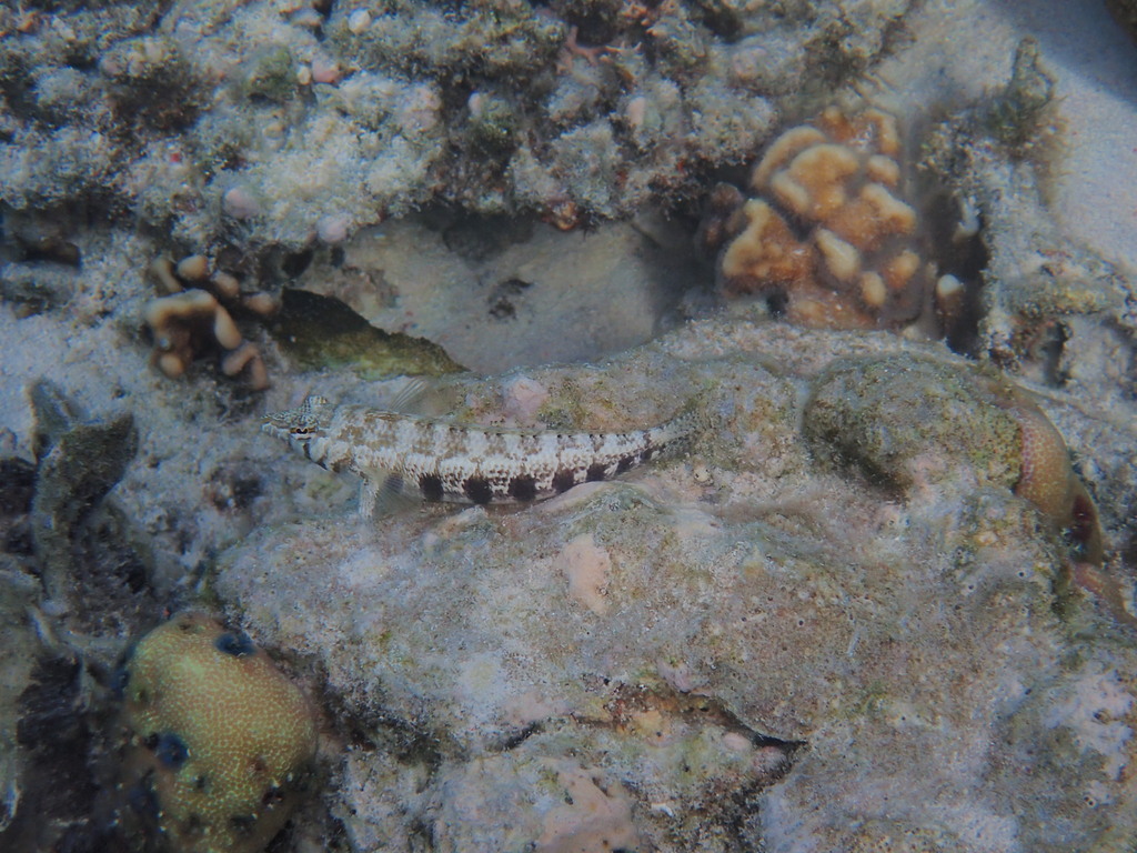 Sharpnose Sandperch from Raja Ampat Regency, West Papua, Indonesia on ...