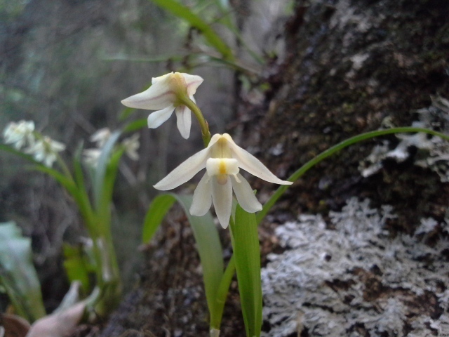 White Snout Orchid from Ehlanzeni, South Africa on October 19, 2015 at ...