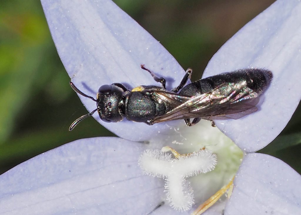 Square-headed Masked Bee from 16 Marden Dr, Briar Hill VIC 3088 ...