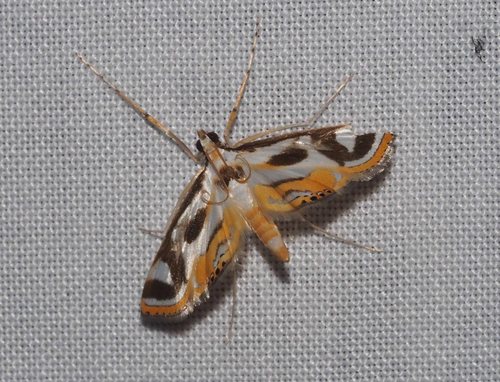 Genus Theila · iNaturalist