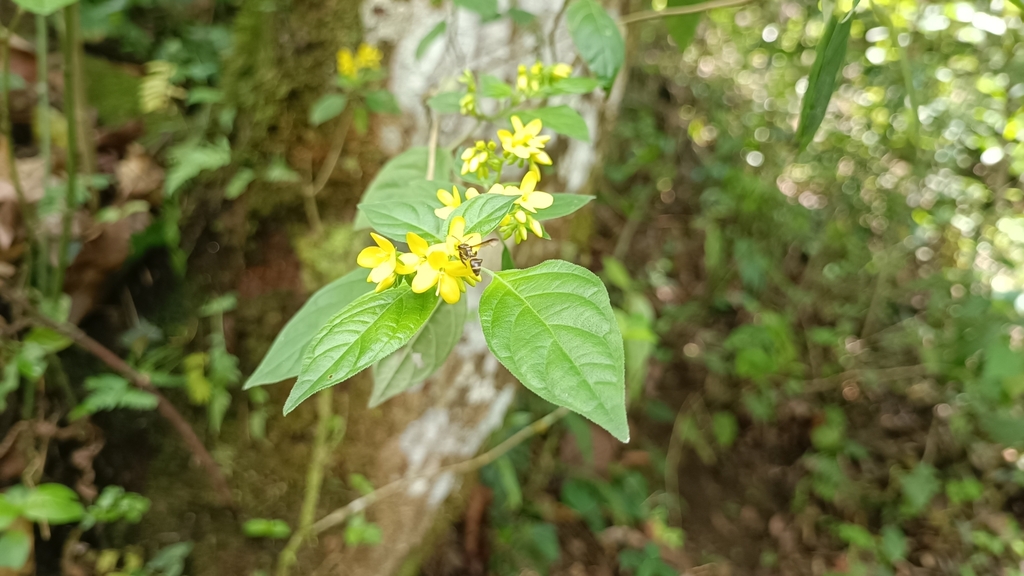Plantas desde 35F8+M9 Sendero a el Retumbo, 71115 San Isidro Paz y ...