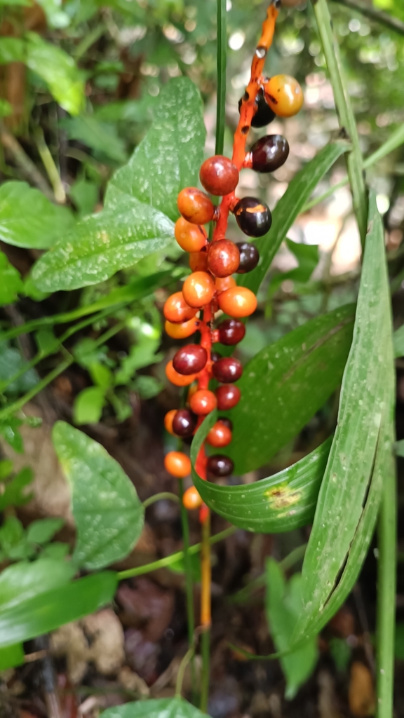 Chamaedorea foveata from 35F8+M9 Sendero a el Retumbo, 71115 San Isidro ...
