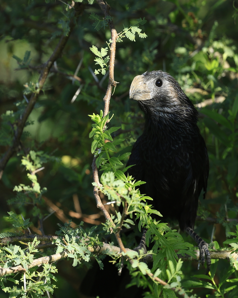 Groove-billed Ani from Sabinas Hidalgo, N.L., México on June 17, 2024 at 04:56 PM by Guillermo ...