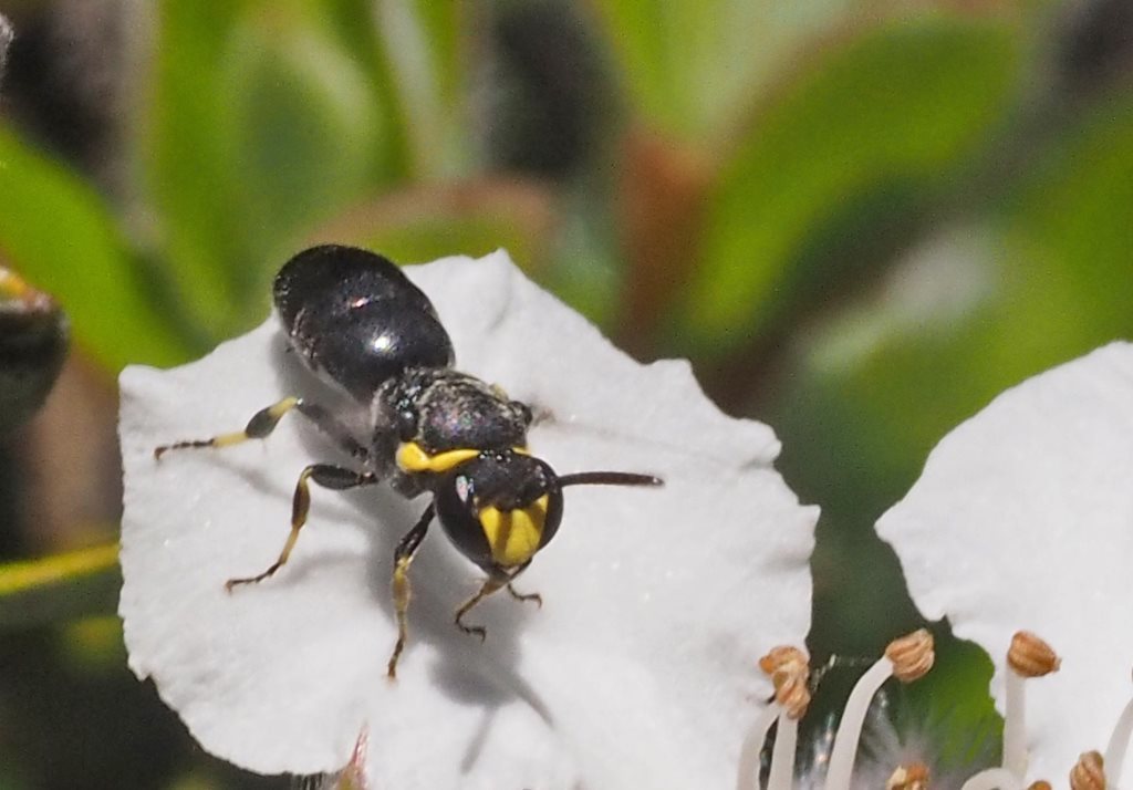 Bituberculate Masked Bee (Native Bees of South Australia) · iNaturalist