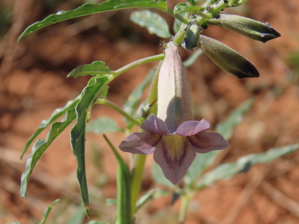 Wild Sesame from Karas, !Karas, Namibia on May 4, 2024 at 01:50 PM by ...