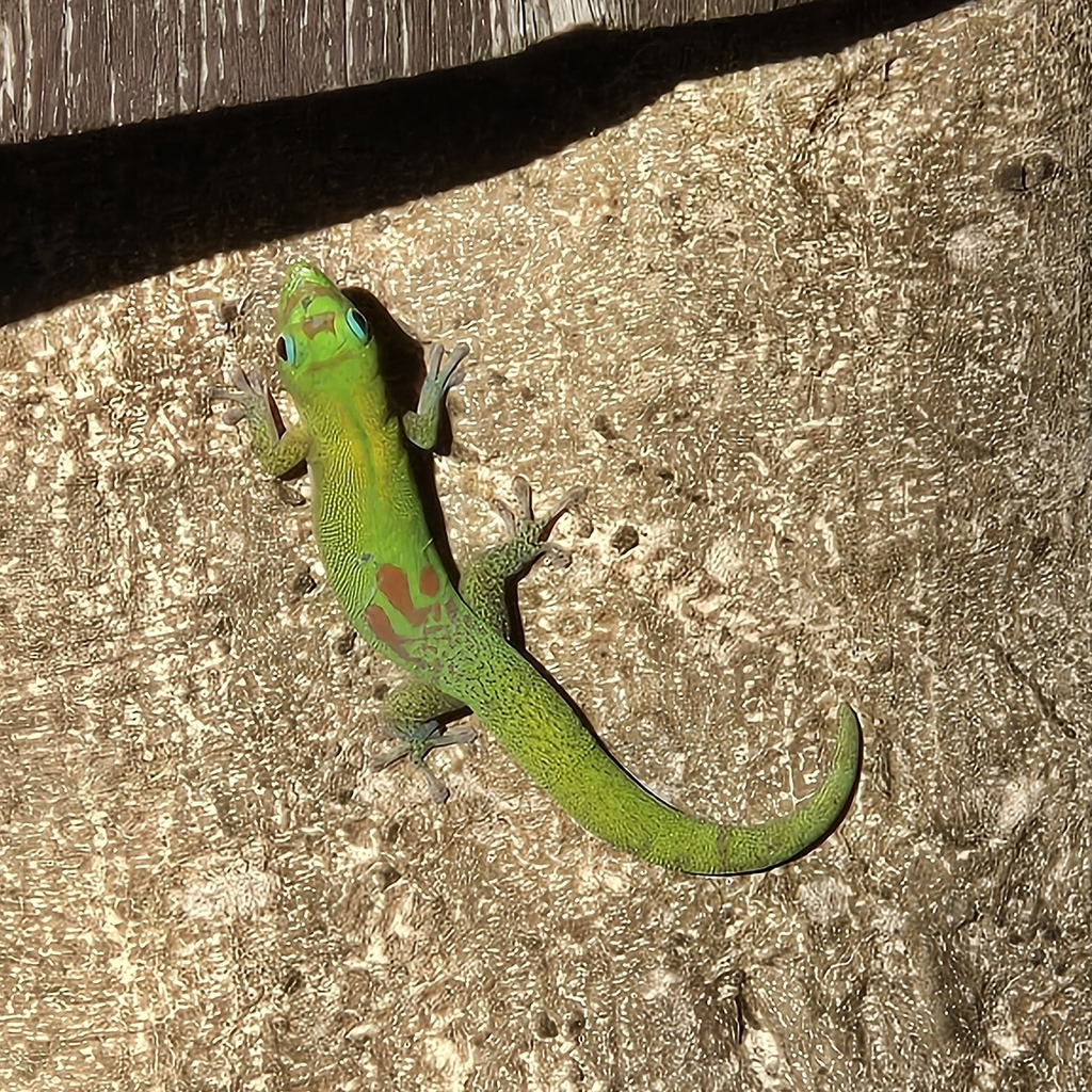 Gold Dust Day Gecko from G42P+5FX, Moorea-Maiao, French Polynesia on ...