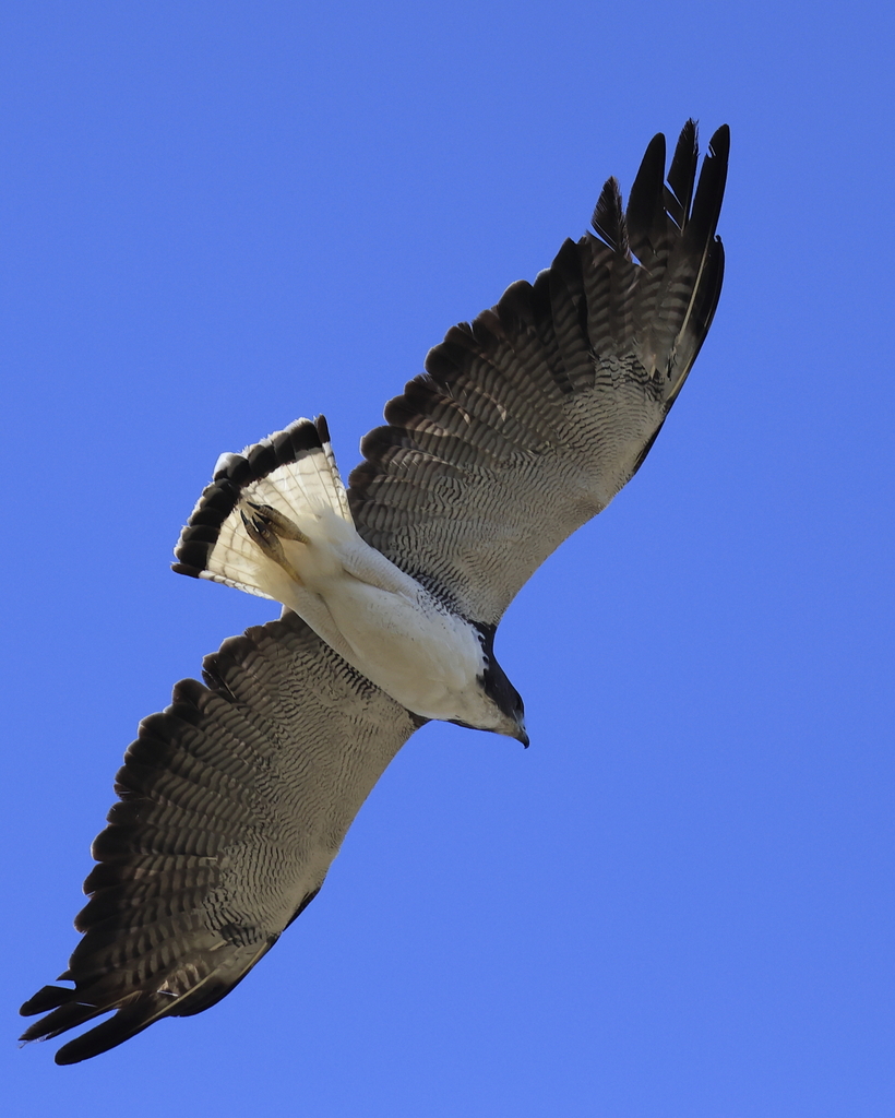 White-tailed Hawk from Villaldama, N.L., México on June 18, 2024 at 05: ...