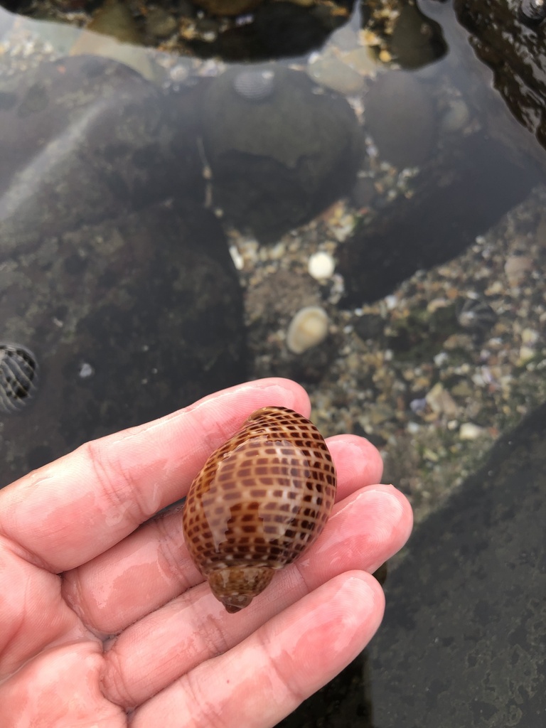 Partridge Tun Snail in June 2024 by inatau. Byron Hope Spot Low tide ...
