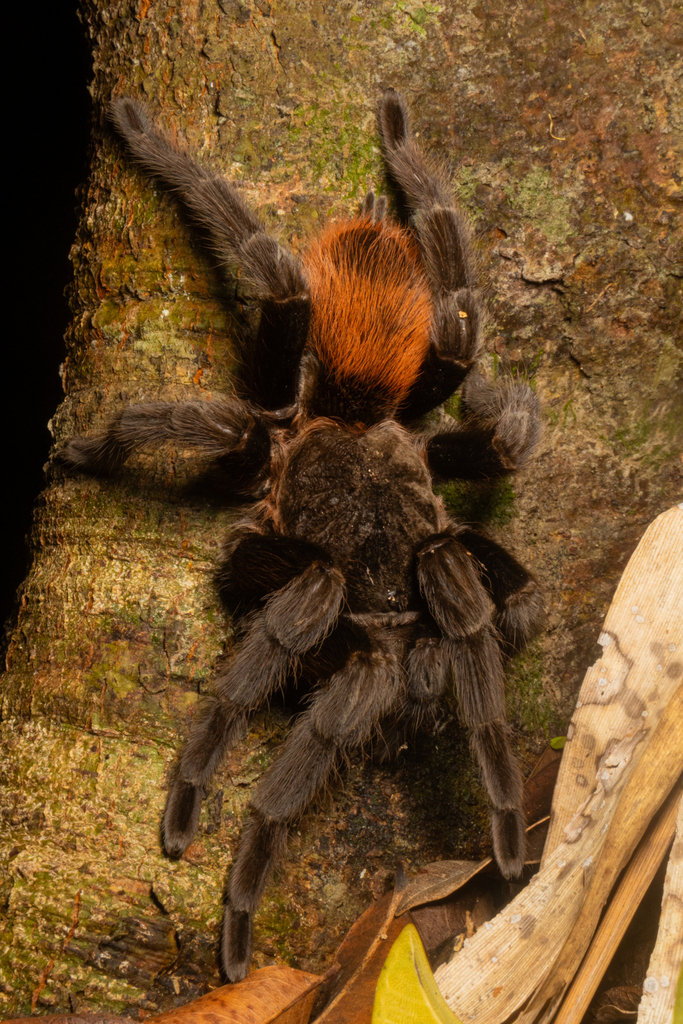Mexican Red-rump Tarantula in June 2024 by Pedro D. Yuit Mex · iNaturalist