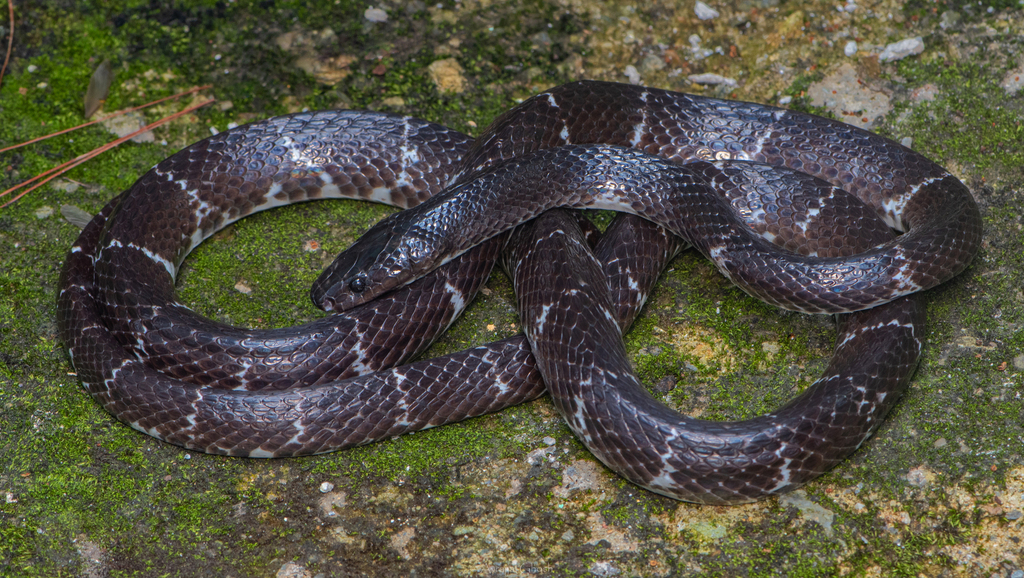 Northern Large-toothed Snake from Buxa Hill Forest, West Bengal, India ...