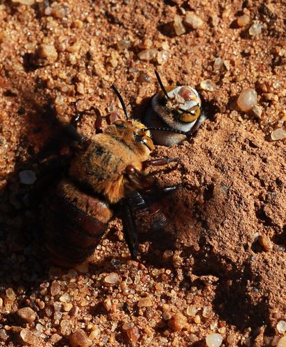 Dawson's Burrowing Bee (Amegilla dawsoni) · iNaturalist