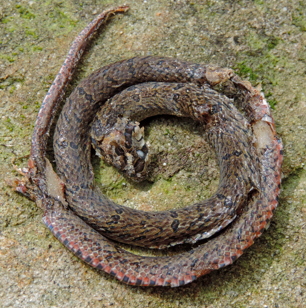 Kukri Snakes from Buxa Hill Forest, West Bengal, India on June 16, 2014 ...