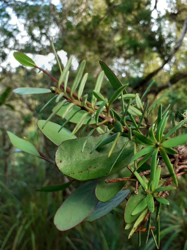 Green mistletoe in June 2024 by Angus Campbell · iNaturalist