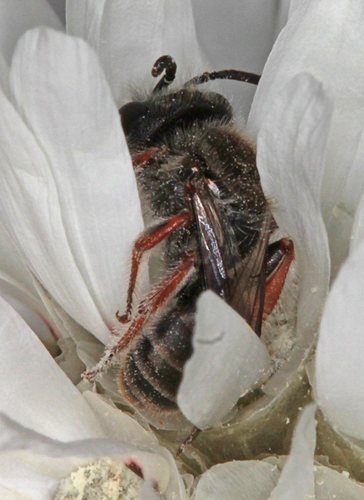 Minute Protomorpha (Leioproctus minutus) · iNaturalist