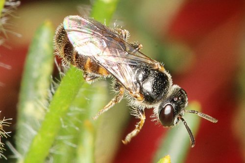 Euhesma tubulifera · iNaturalist