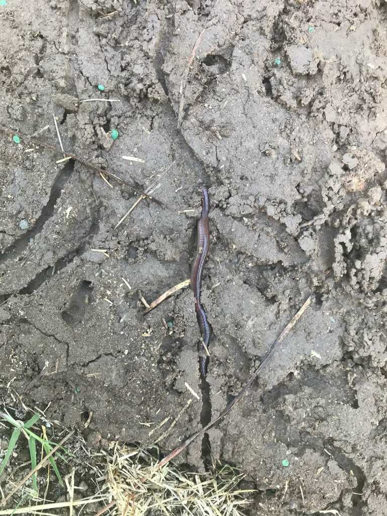 Earthworms in June 2024 by mecklenburg_nc. ecoEXPLORE Username ...