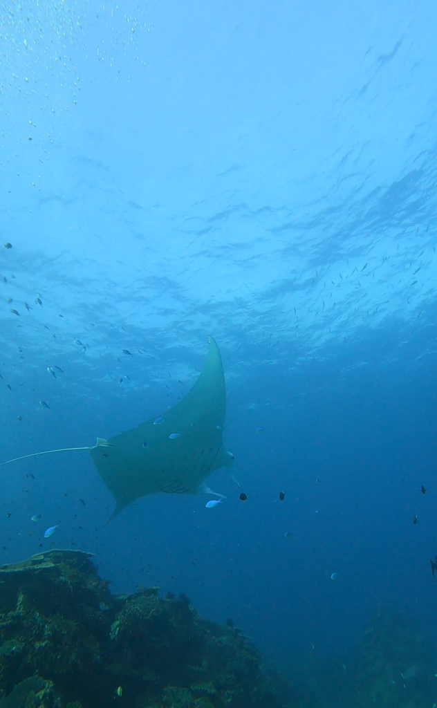 Reef Manta Ray from Gladstone, QLD, Australia on June 8, 2024 at 05:10 ...