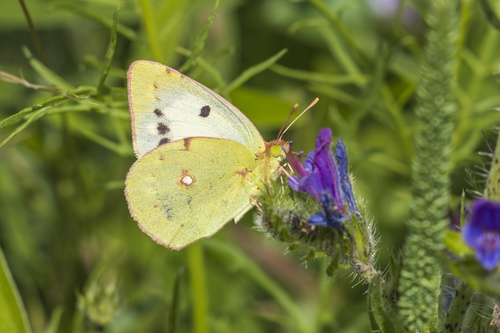 Forma Colias croceus helice · iNaturalist Mexico