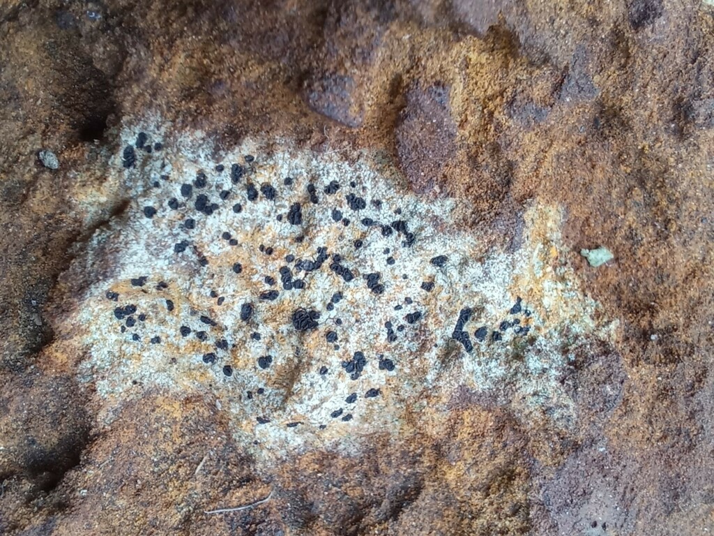Rock Disk Lichen from Anglesea VIC 3230, Australia on June 20, 2024 at ...