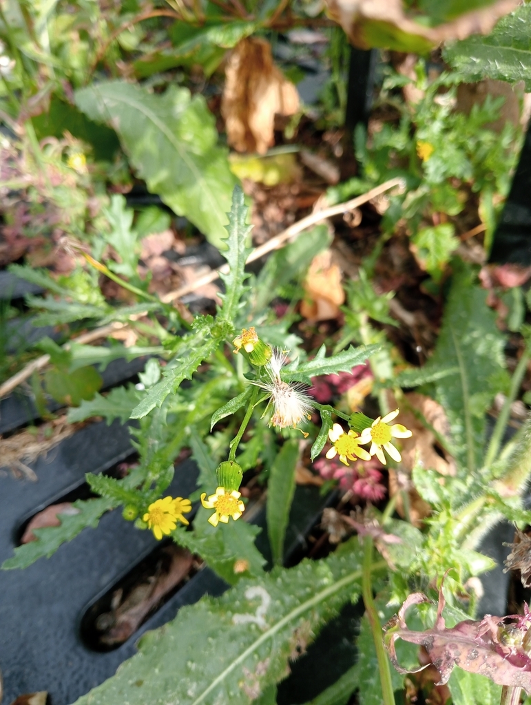 York groundsel in June 2024 by guywallbanks · iNaturalist