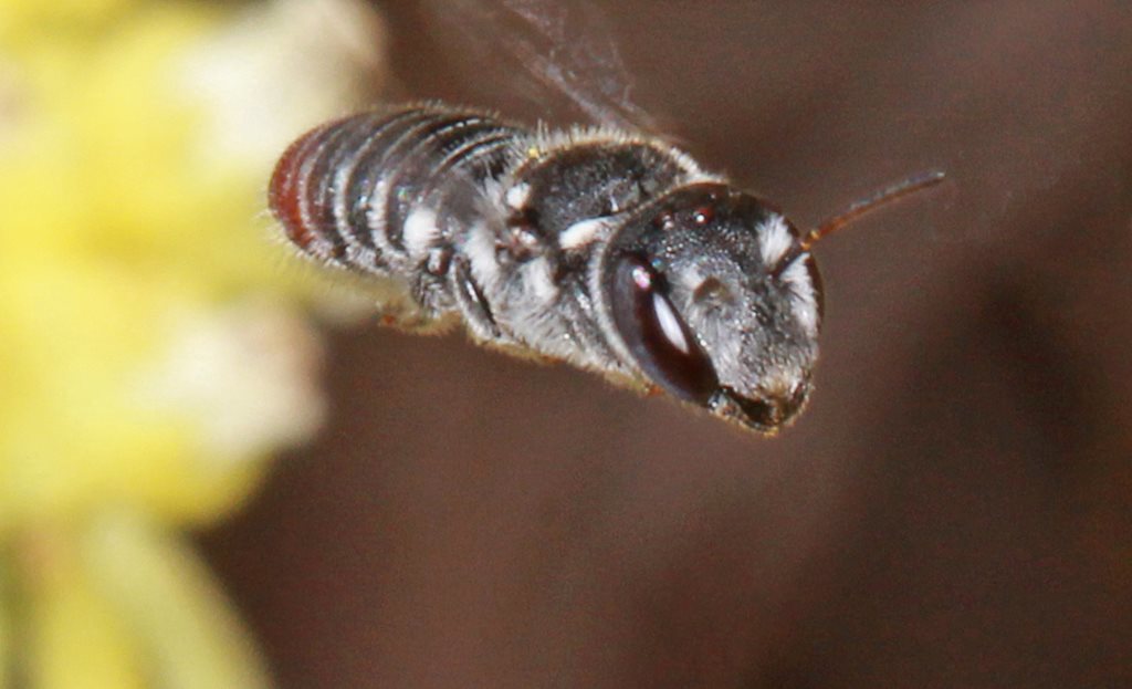 Megachile callura (Native Bees of South Australia) · iNaturalist