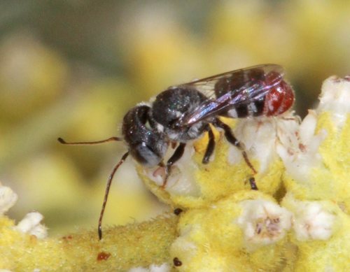 Megachile callura · iNaturalist United Kingdom