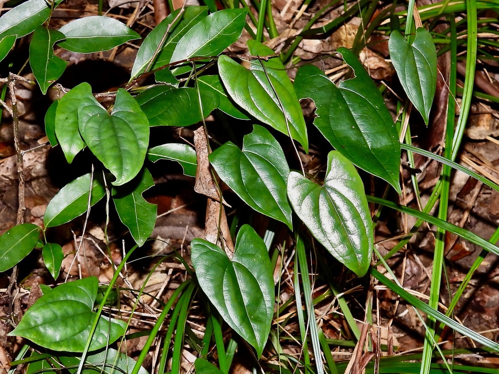 Common Yam Vine from Pomona QLD 4568, Australia on June 16, 2024 at 10:38 AM by Dave Walter ...