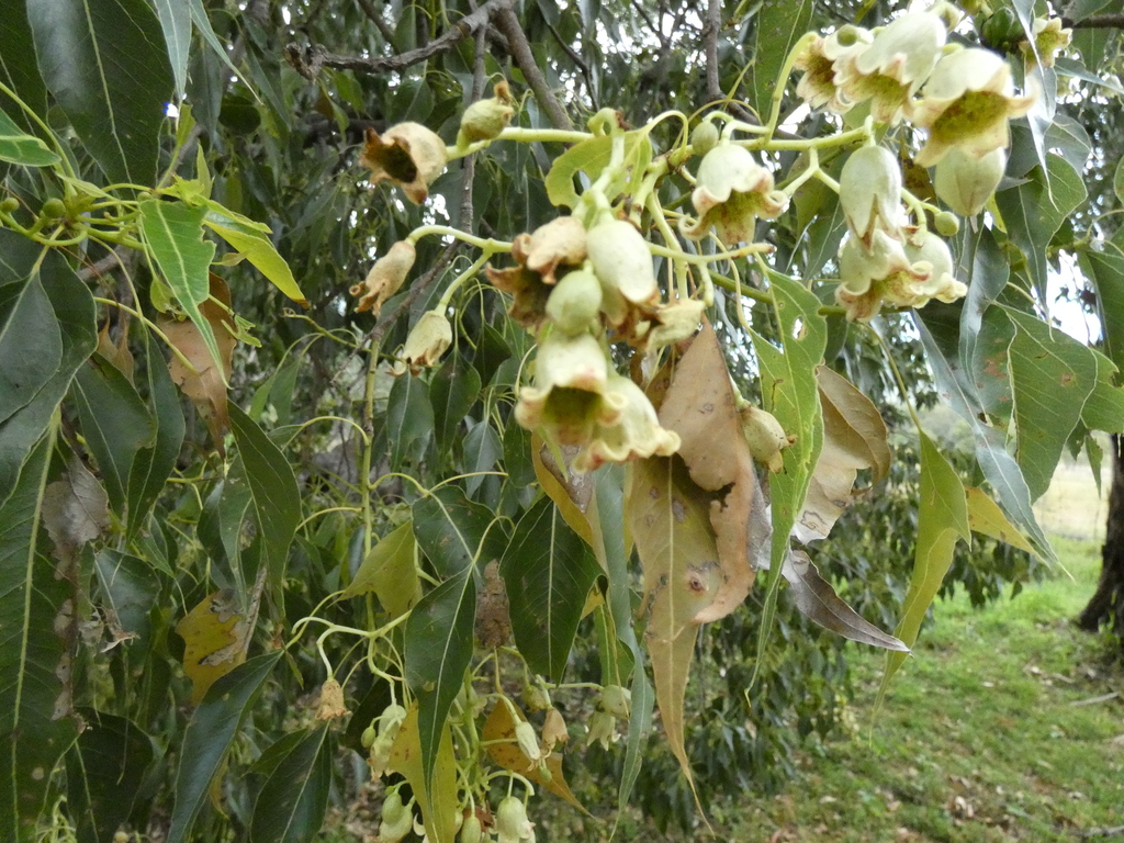 kurrajong from Duncans Creek NSW 2340, Australia on February 8, 2023 at ...