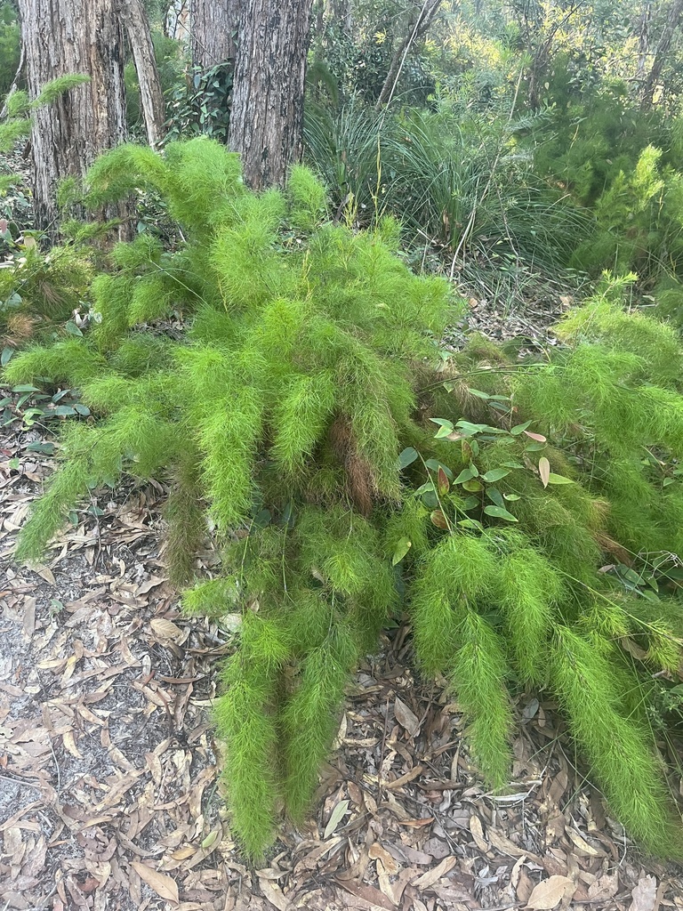 foxtails from K'Gari (Fraser Island) Recreation Area, Eurong, QLD, AU ...