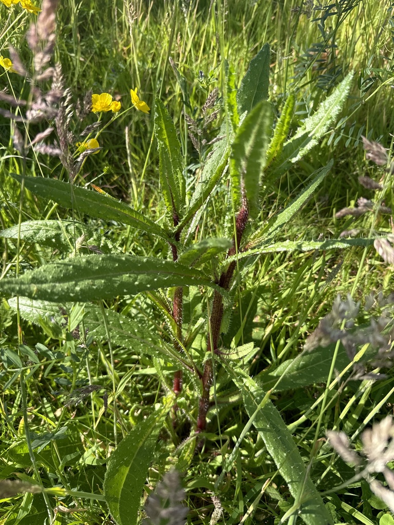 bristly oxtongue from RM Stonehouse, Plymouth, England, GB on June 20 ...