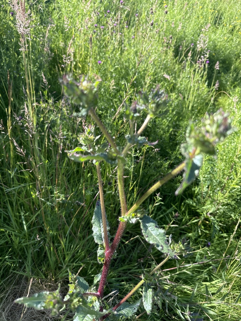 bristly oxtongue from RM Stonehouse, Plymouth, England, GB on June 20 ...
