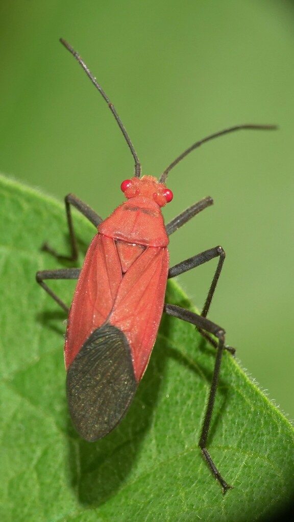 Old World Soapberry Bugs from Yeoor Hills, Thane, Mumbai, Maharashtra ...
